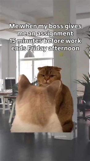 7.8K views · 64 reactions | Oh hell no  • • • • • #cat #cats #catlover #catlife #gato #work #boss #memes #assignment #angry #job #jobs #working #worklife #worklifebalance #friday #fridaynight | Catsandsportsmemes | Facebook