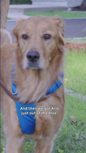 Marie-Philip Poulin, Laura Stacey, and Arlo, the dog that changed their lives | #CBCSports