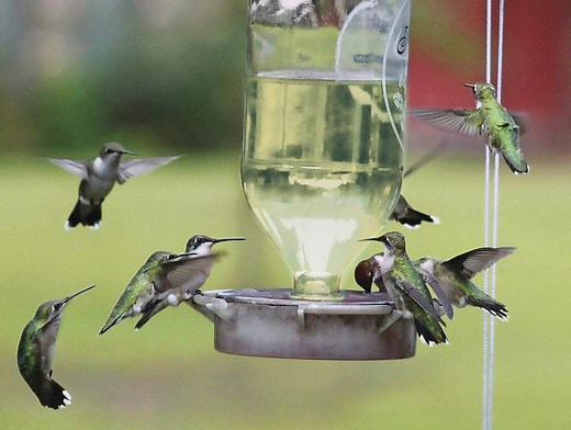 How Do Hummingbirds Find Feeders?