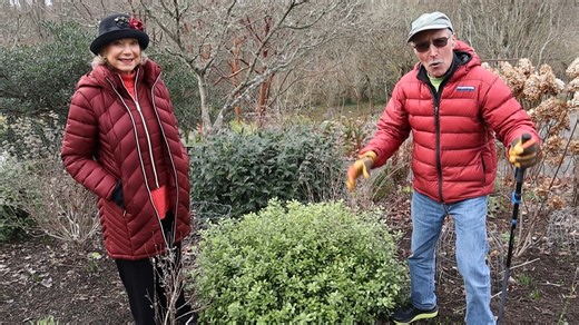 Plants for 2.13.26: Pittosporum tenuifolium 'Golf Ball’ (Ciscoe); Cornus sericea 'Isanti' (Nita-Jo). | Bellevue Botanical Garden Society