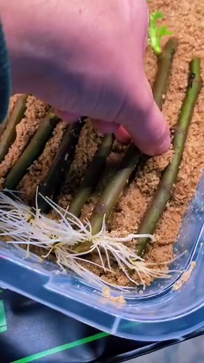 1.5M views · 21K reactions | Propagating plants doesn’t have to be...