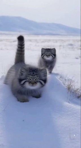 “1000% Cuteness Explosion! ❄️ The Snow Puff Surprise of Two Kittens 😭🐾💥”💚