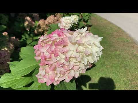 Quick Fire Fab Hydrangea