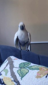 6.9K views · 708 reactions | Good news! June buggy spent this morning in an assessment with a neurologist. She passed all her cognitive testing with flying colors so an MRI is not warranted. This is a big relief! I wonder how Paula would score in cognitive assessment. I often wonder if this lady has a couple of wires crossed. | Iago the Swinging Cockatoo | Facebook