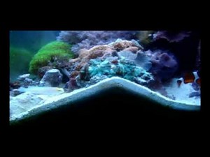 Jawfish vs Clown fish Sand Wars1