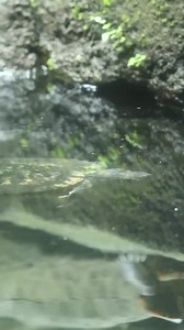 This is Red-eared slider ✨ Red-eared Sliders live around ponds and can swim well underwater and they like to lay in the sun. They like logs, fallen trees, and other objects near water. The warm sun helps rid them of parasites 🤗 #RedEaredSlider #BaliZoo #ExploreBaliZoo #Bali | BALI ZOO