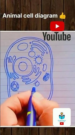 labelled diagram of cell and functions of cell organelles#animation #biologyshorts