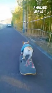 26K views · 389 reactions | Amazing dog 朗 | Amazing Videos | Facebook