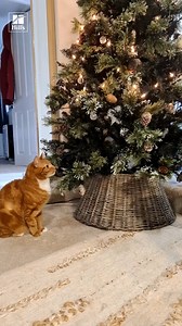 To you, it's a festive centerpiece. To your cat, it's a flashing, dangling, climbable adventure park! 🙈 We know the struggle is real. Don't let your furry friend turn your Christmas tree into a casualty! Our article has the purr-fect guide to keeping them safe (and your ornaments intact 😉). https://www.hillspet.co.uk/cat-care/resources/cats-and-christmas-trees?lightboxfired=true | Hill’s Pet Nutrition