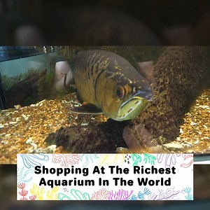 188K views · 2.3K reactions | World's Richest Fish Store Has Golden Arowana! 朗 | CoralFish12g | Facebook