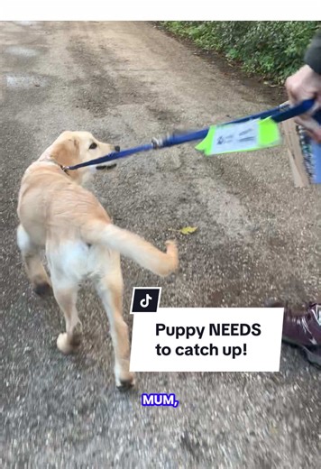 Puppy walking on the lead but she’s at the back. Puppy REALLY wants to catch-up. She glances back at Mum to say “come on Mum, puppies need to be at the front!”. #puppywalk #puppylead #puppywalking #dogwalk #puppyraising
