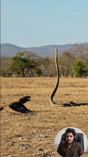 Snake vs Komodo Dragon The Moment Everything Changes