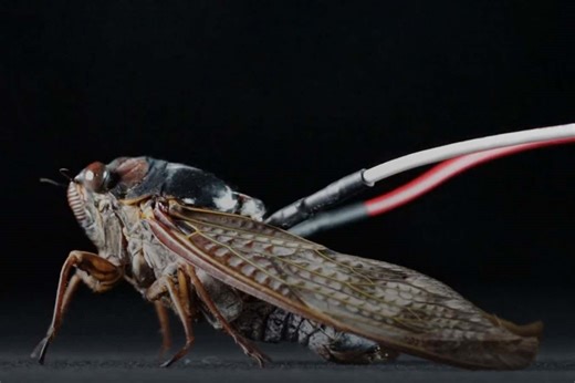 Hijacked cicadas play music like a cyborg loudspeaker