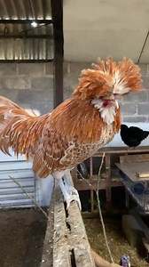 998K views · 10K reactions | Thursday afternoon crow from Ben the Polish rooster #afternooncrow #bentherooster | Caenhill Countryside Centre | Facebook