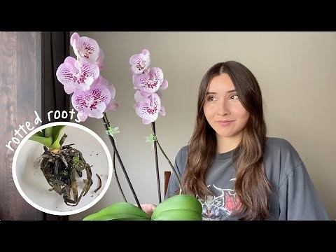 How to Save Orchids With Root Rot