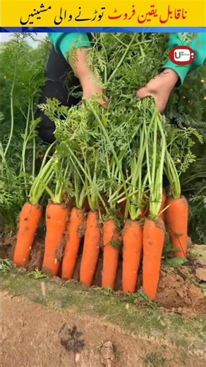 Most Powerful Fruit & Vegetable Harvesting Machines in the World | Automatic Machines For Harvesting