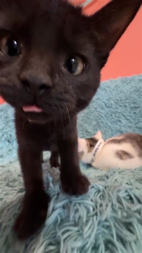 26K views · 2.8K reactions | Live from @purrfectdaycafelou in Louisville, Kentucky! If you’re local, come see me with @kyhumane tonight at 6pm — info at KittenLady.org/events ❤️ | Kitten Lady | Facebook