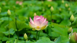 10 Gardening Mistakes To Avoid If You're Growing Lotus Flowers