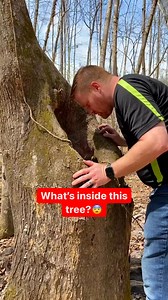559K views · 1.9K reactions | Where Did he Go? #creepytree #portal #theupsidedown | ParaBros | Facebook