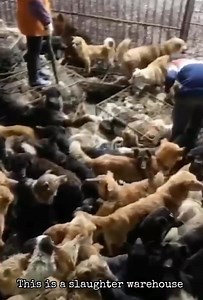 1.5K views · 143 reactions | This is a slaughter warehouse…a holding...