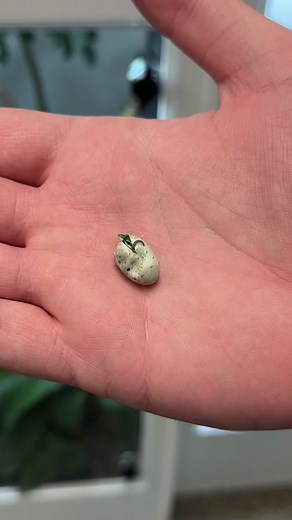 Hatching of Takydromus Dorsalis: A Fascinating Moment