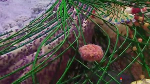 Biology is stunning... This animation of a cell highlights important organelles and structures, including: → Nucleus (with the purple center). → Mitochondria (oval-shaped). → Endoplasmic reticulum (green layers). → Cytoskeletal network (filament-like structures in purple). | William Wallace, Ph.D.