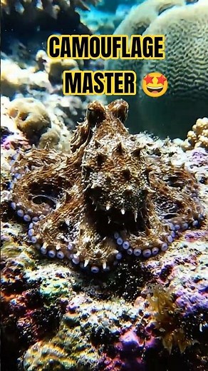 Tiny Octopus Changes Color