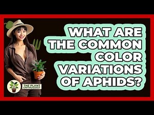 What Are The Common Color Variations Of Aphids?