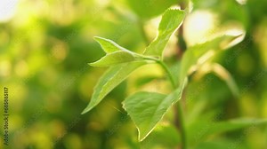 Hello spring. Fresh green branch with new leaves on blurred greenery spring summer background in garden park. Tree with sunset lights. Sun rays break through foliage of green tree Stock Video