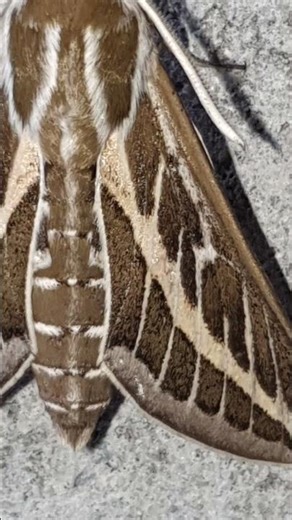 Striped Hawk moth | Random Australia Stuff
