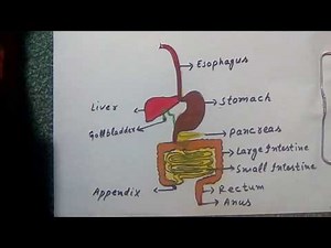 how to draw a digestive system,digestive system drawing for kids,easy educational drawing for kids