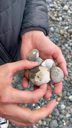 Discovering 20 Million Year Old Fossils: A Guide to Finding Them! 🦕