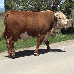 601K views · 161 reactions | Bulls being turned out for breeding at Chandler Herefords | Animal Surrounding | Facebook