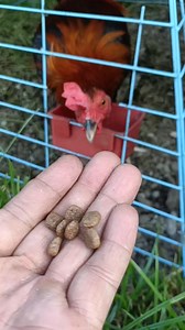 4.1K reactions · 47 shares | Try no dogfood solid #everyoneシ゚ #edwinsantosblog #fbreelsfypシ゚ | Edwin Santos | Facebook