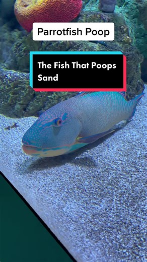 #rock_n_roll_reptile #parrotfish #fish #poop #sand #algae #coralreef #weirdanimalfacts #ichthyology #marinebiology #zoology #education