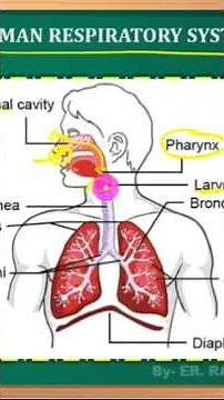 human respiratory system! life process class 10!! chapter 6!! #cbse