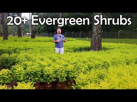Awesome Mid-Sized Evergreen Shrubs