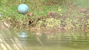 You wouldn't want to have to go and fetch a loose ball at Charleston Battery's ground! Get closer than ever before to pre-season with features, exclusive interviews and more by subscribing to RangersTV today from just £5 per month. Find out more and subscribe today here: http://RangersTV.tv | Rangers FC