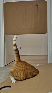 47K views · 1.9K reactions | #chat #cat | Sydney Chaton | Facebook