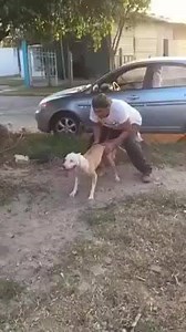 168K views · 552 reactions | slow motion super köpek!! Daha fazlası için Bahadir | Bahadir | Facebook