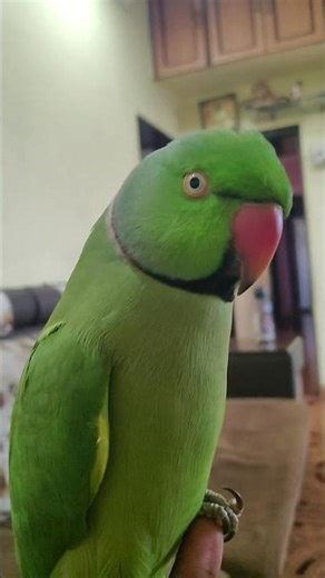 parrot videos 🦜 #mithukibatain #birdsounds #birds #comedyshorts #shorts #shortsvideo