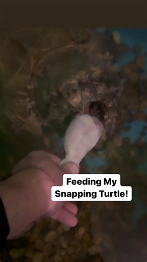 72K views · 731 reactions | Feeding My Snapping Turtle A Chicken Leg!  | Corbin Maxey | Facebook