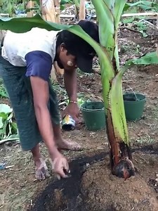 490K views · 6.4K reactions | 种植香蕉过程 #XYA 植物必需品 https://shopee.com.my/sp_home_hardware?categoryId=100636&entryPoint=ShopByPDP&itemId=12560669119&upstream=search | 鑫亿 | Facebook