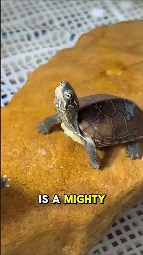 The Cutest Mini Turtle Ever