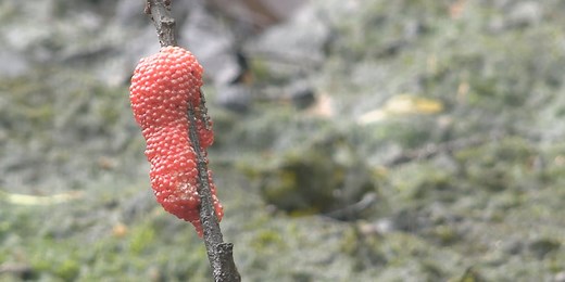 Invasive apple snails return; solutions researchers and farmers testing to keep snails out of crops