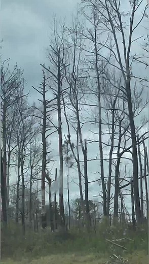 #climatechange #plantkiller #fungi #pathogens #WorkForNature #conservation | Muhammad Saleem