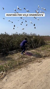 56K views · 121 reactions | Hunting for wild sparrows‍⬛諸 #wildsparrow #sparrowlife #birdwatching #naturelife #wildbirds | Hunting Adventure | Facebook