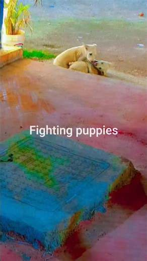 cute puppies🐶🐶 #youtubeshorts #viral #shorts #shortsfeed #trendingshorts #cutedogs #kutumakutu#funny