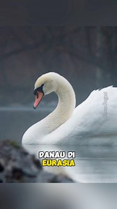 Angsa kelu | Angsa yang menjadi simbol keindahan dan kesetiaan‼️ | Tag: #angsa #swans #muteswan #angsakelu #angsabisu #swanlake #wildlife #wildlifephotography #faktamenarik #faktaunikhewan #reelsvideo | Porco Project