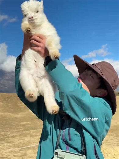 Funny Chinese Boy and Cute Goat Moments